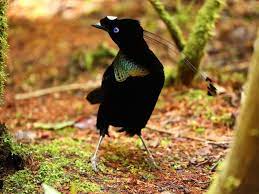 Western parotia, Parotia sefilata | Go Papua New Guinea