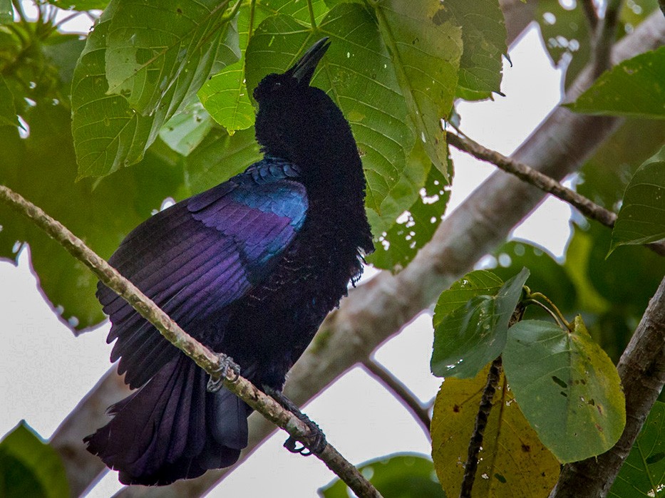 Curl-crested manucode, Manucodia comrii | Go Papua New Guinea