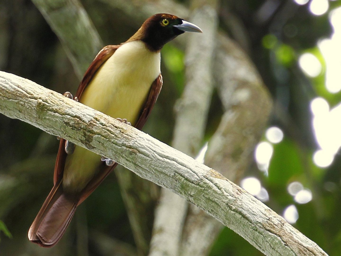 Lesser bird-of-paradise, Paradisaea minor | Go Papua New Guinea