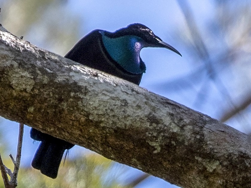 Growling riflebird, Ptiloris intercedens | Go Papua New Guinea