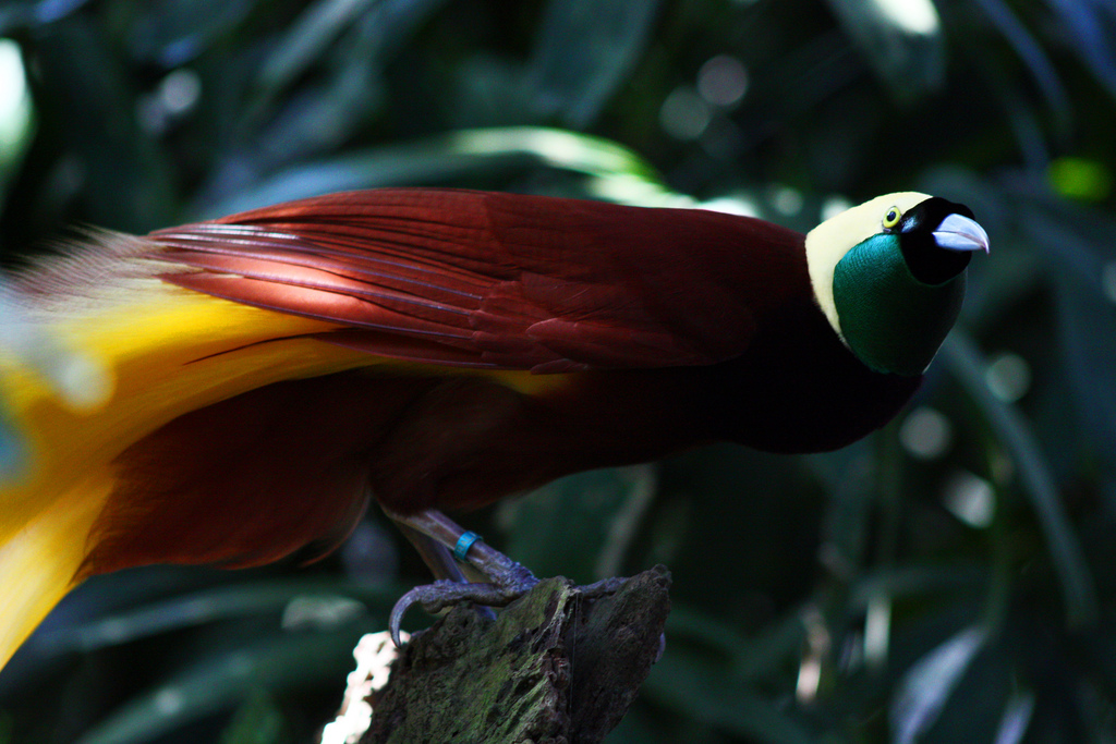 Greater bird-of-paradise, Paradisaea apoda | Go Papua New Guinea