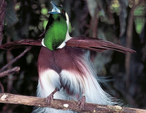 Emperor bird-of-paradise, Paradisaea guilielmi | Go Papua New Guinea